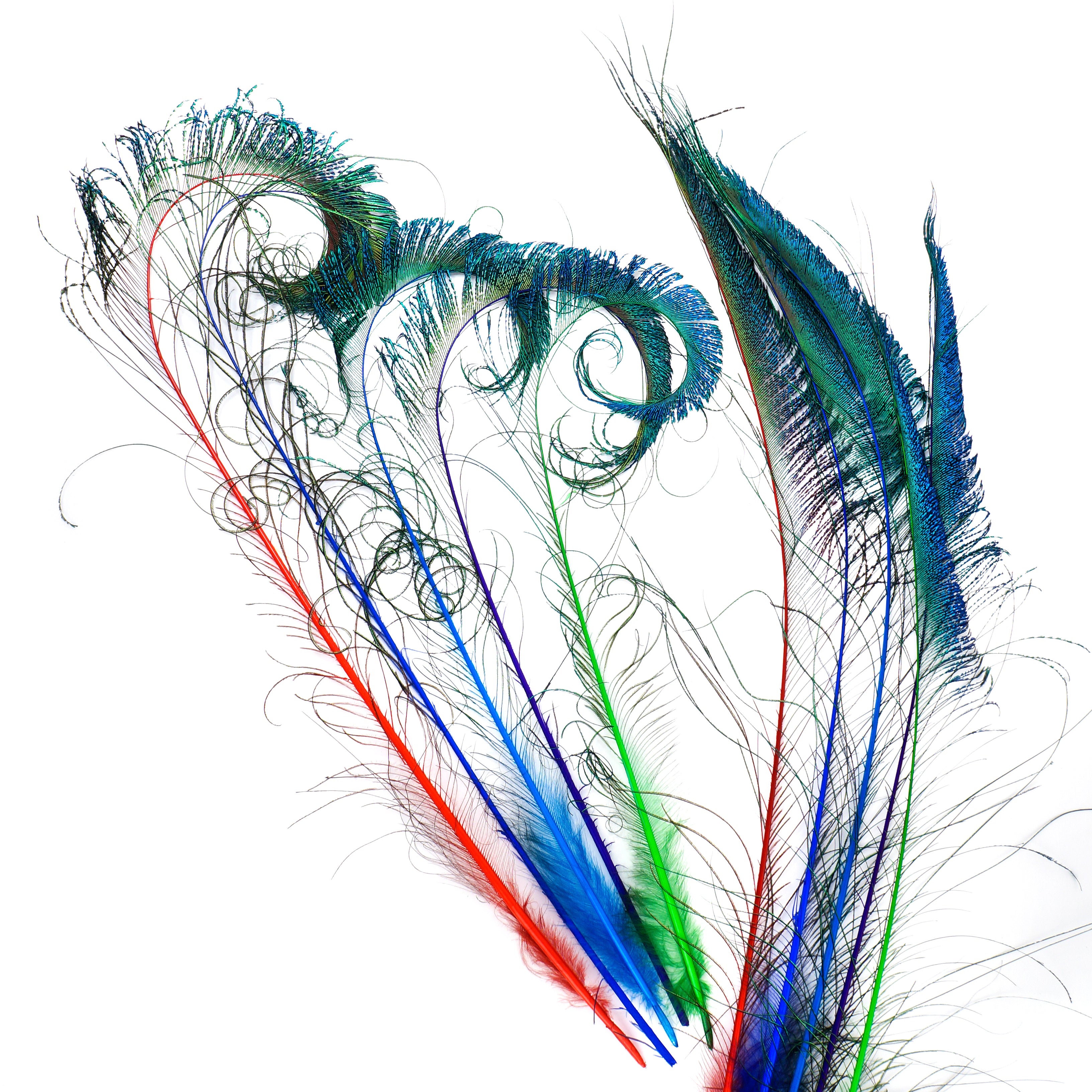 Stem Dyed Peacock Sword Feathers – featherplace.com by Zucker Feather ...