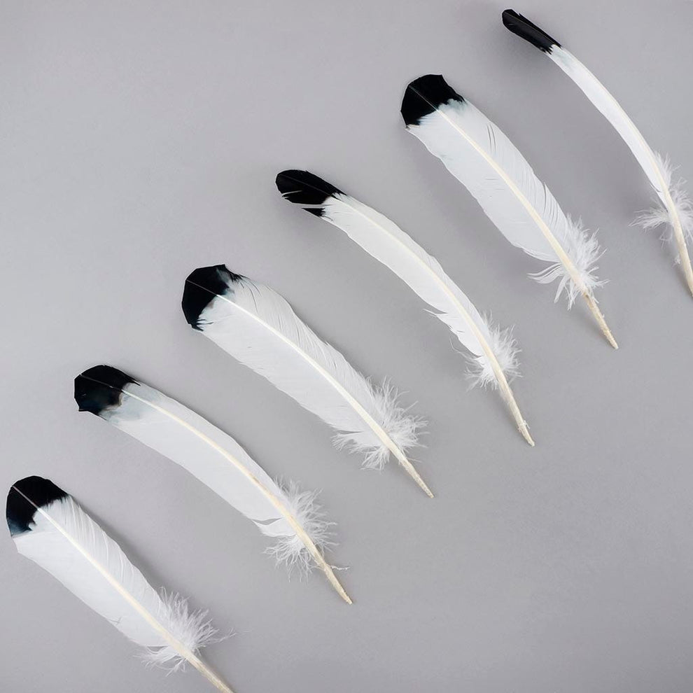 2 PC PKG Turkey Quills Imitation Eagle 10-12" - Black – featherplace ...