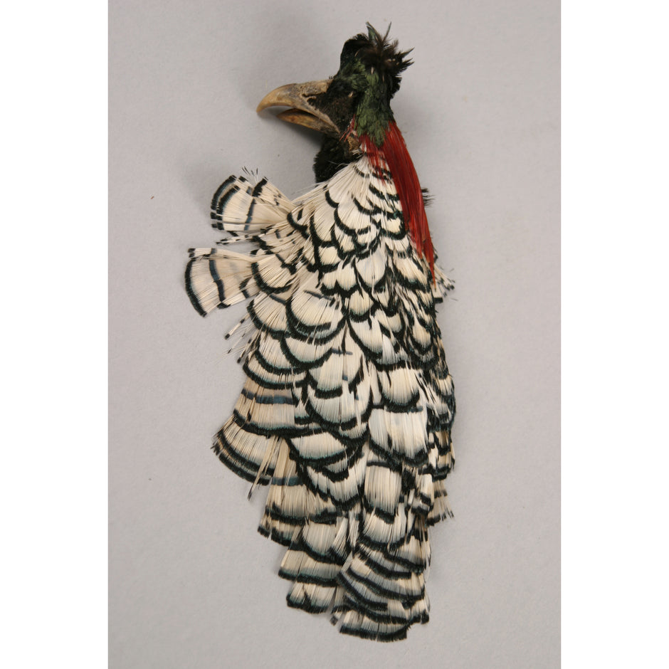 Pheasant Feathers – featherplace.com by Zucker Feather Products, Inc.