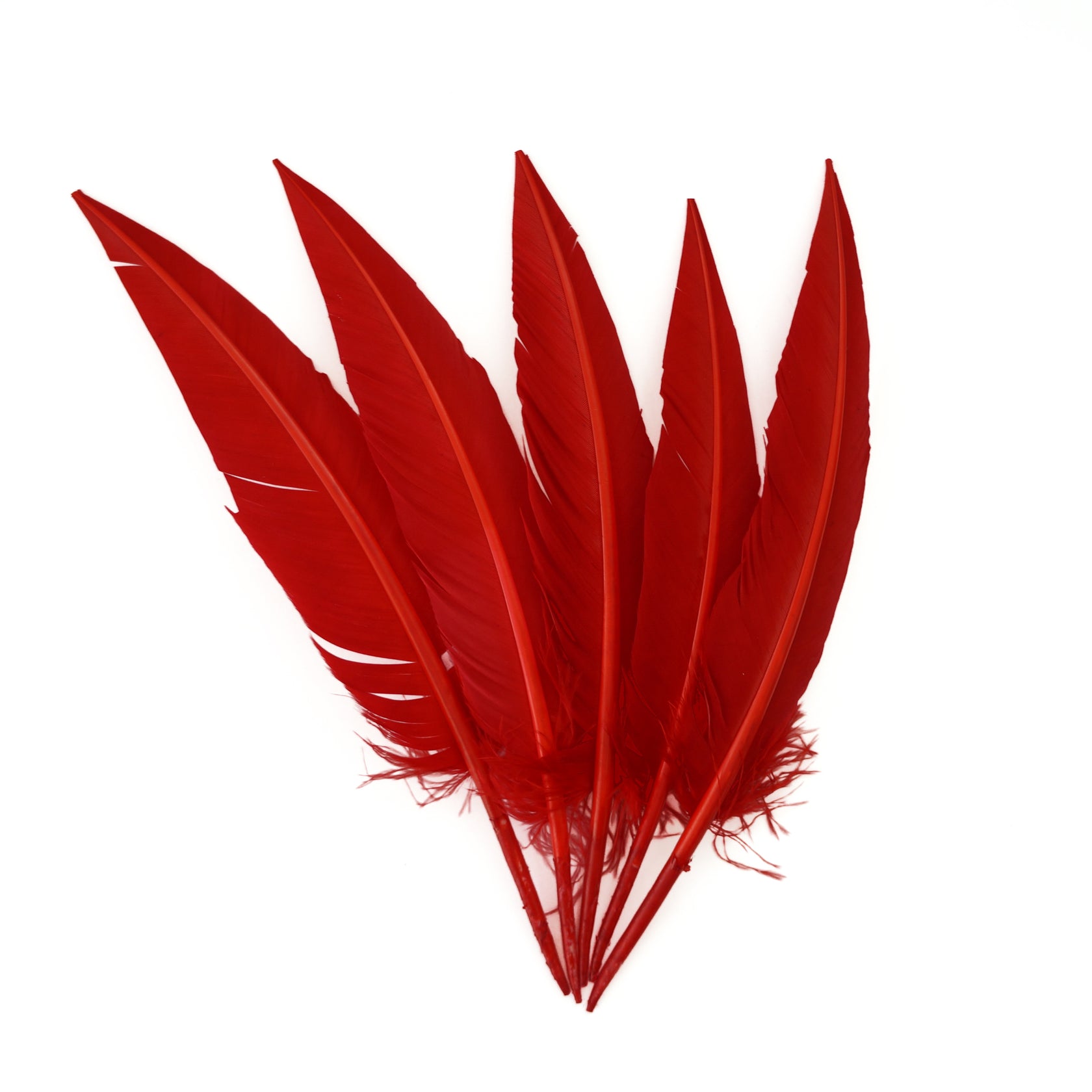 Cut Turkey Dagger Quill Feathers | Red Turkey Feathers for Carnival – featherplace.com by Zucker ...