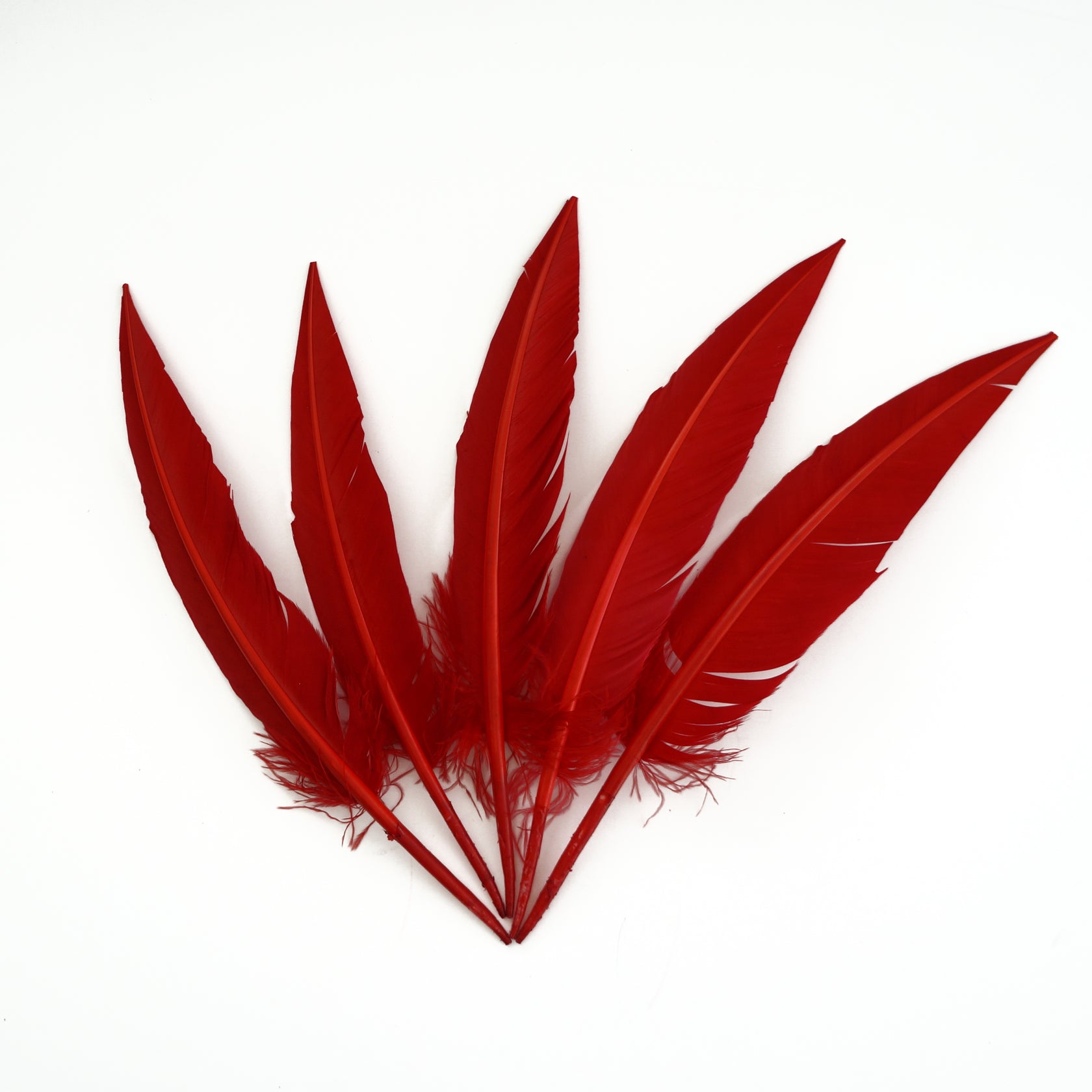 Cut Turkey Dagger Quill Feathers | Red Turkey Feathers for Carnival – featherplace.com by Zucker ...