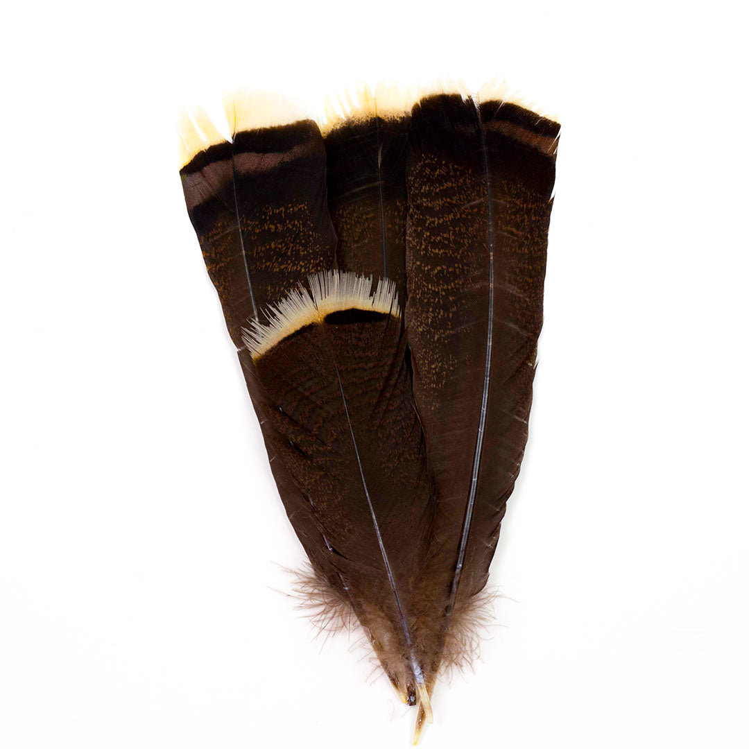 Turkey Feathers – featherplace.com by Zucker Feather Products, Inc.