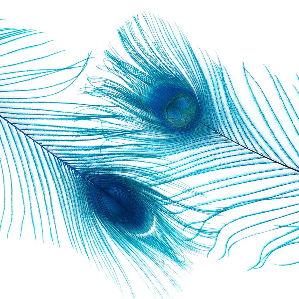 Peacock Feather Eyes Bleached & Dyed Dk Turquoise – featherplace.com by ...