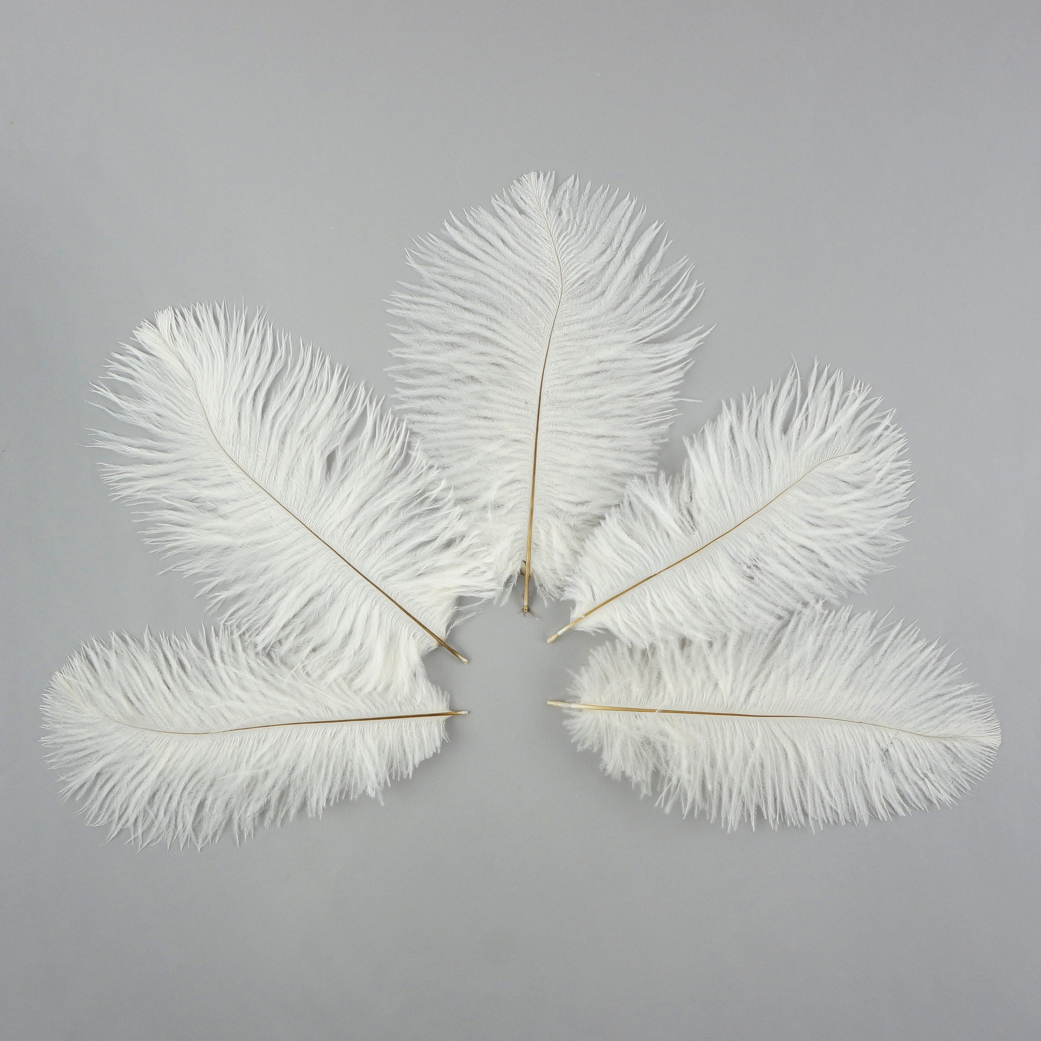 Ostrich feathers by the pound store