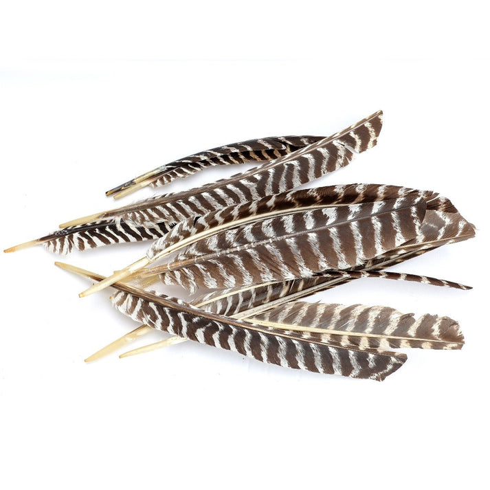 Natural Barred Turkey Right Wing Pointers | Zebra Striped Feathers ...