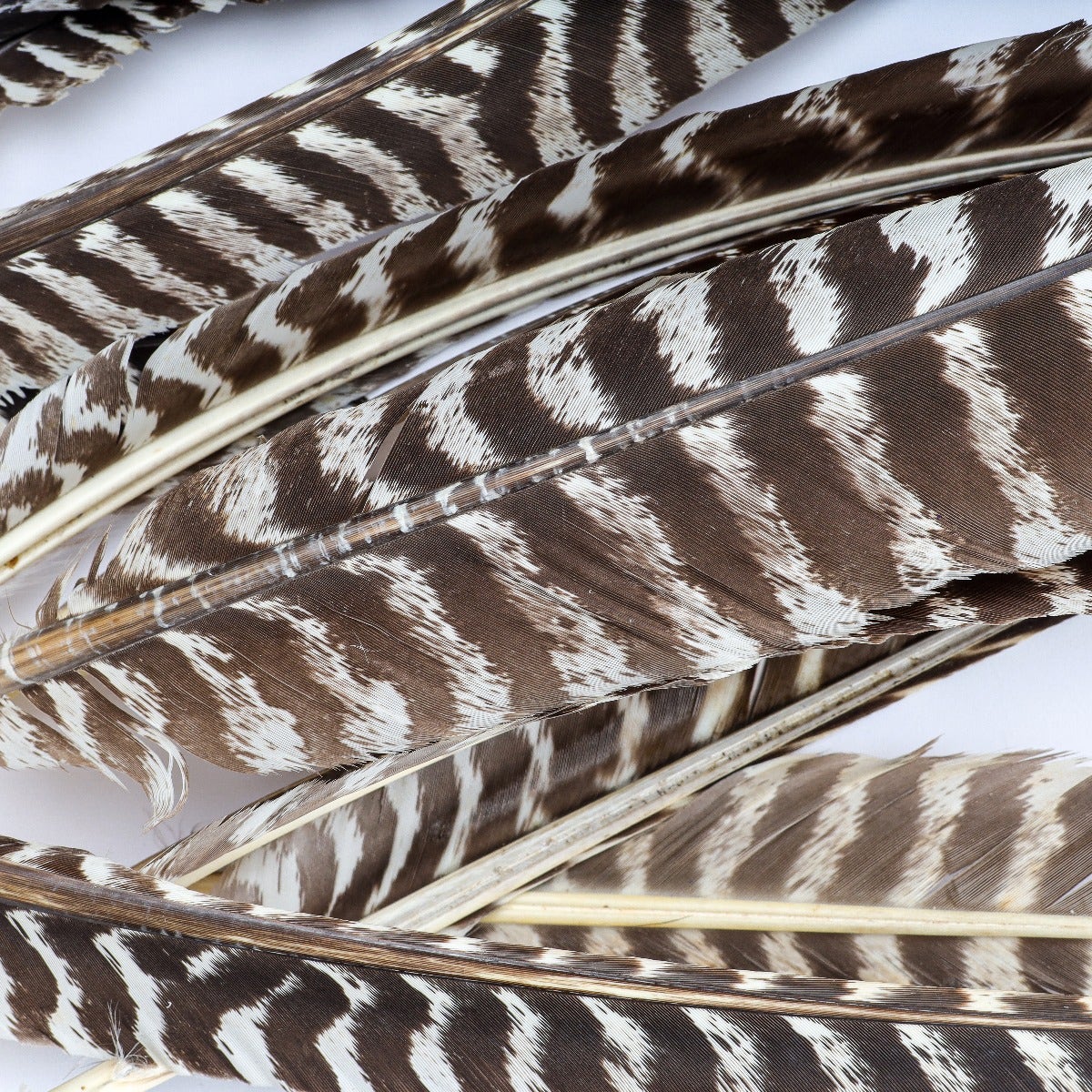 Natural Barred Turkey Right Wing Pointers | Zebra Striped Feathers ...