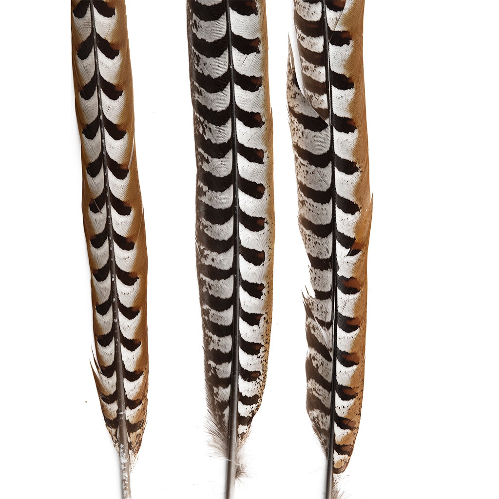 Natural Dyed Venery Pheasant Tail Feathers | 30-40 Inches Tails ...
