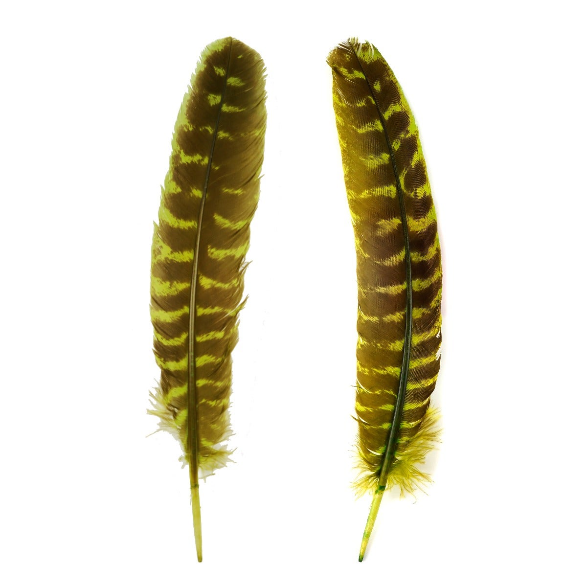 Barred Turkey Quills Wing Feathers - Fluorescent Chartreuse ...