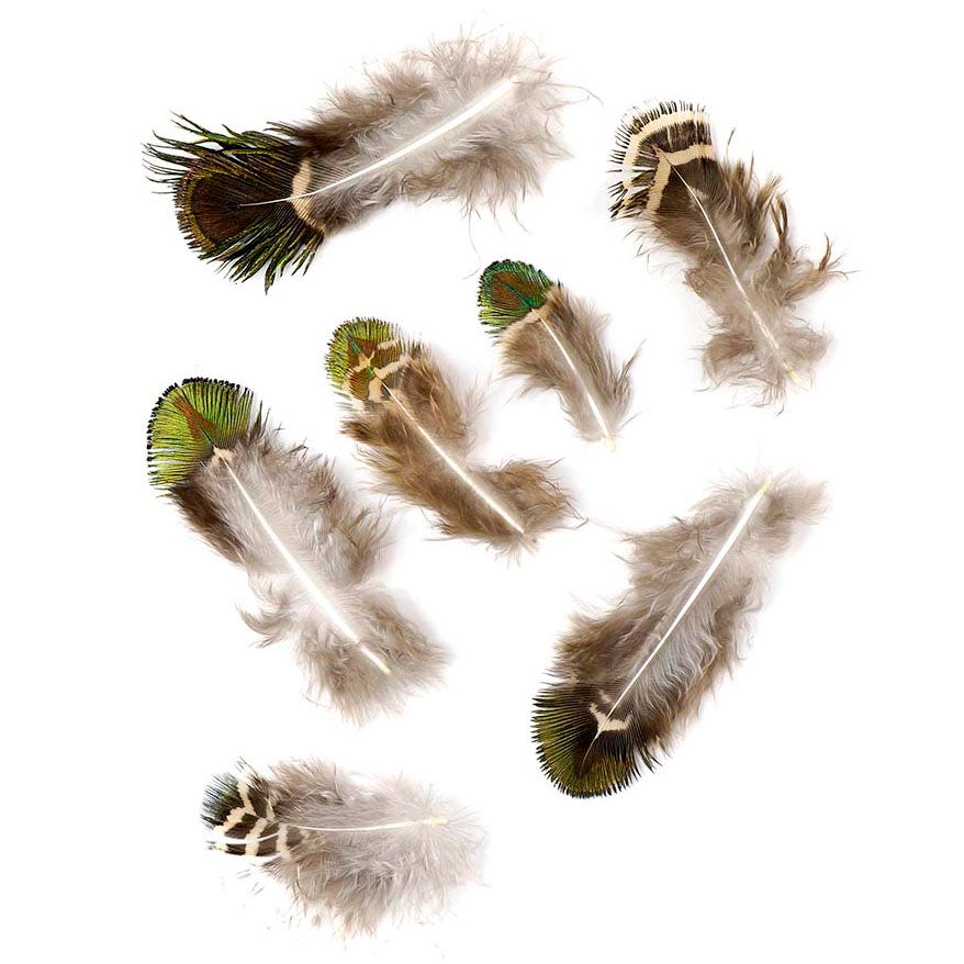 Natural Gold Peacock Feather Plumage | Buy Craft Feathers ...