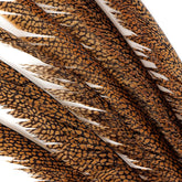 Pheasant Feathers – featherplace.com by Zucker Feather Products, Inc.